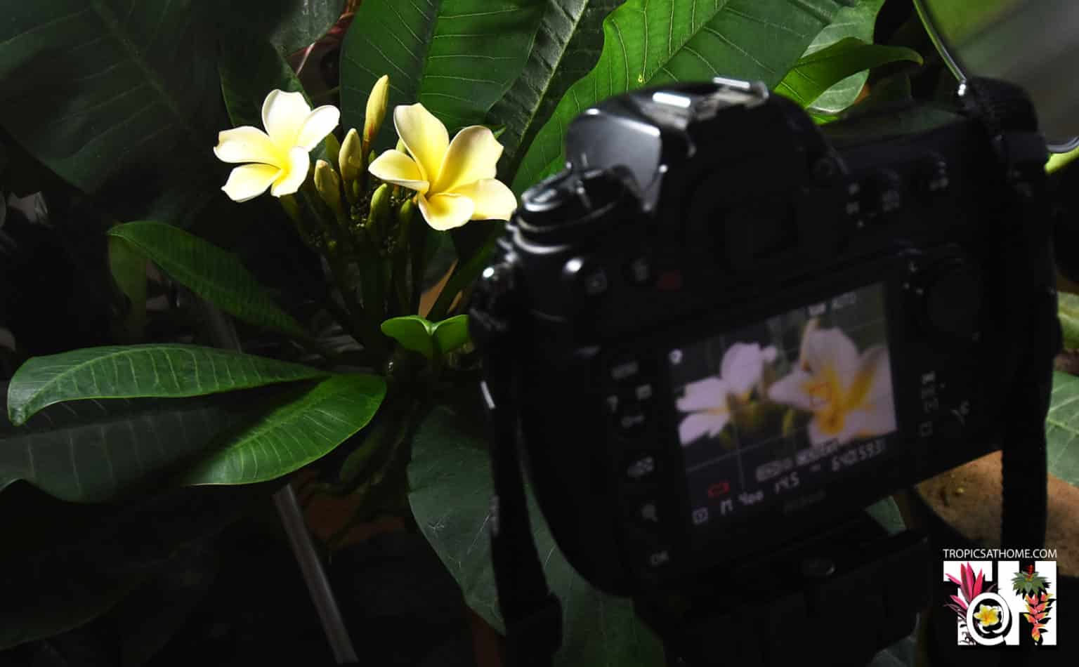 Taking plant time-lapse, how to and my Caladium and Plumeria time-lapses