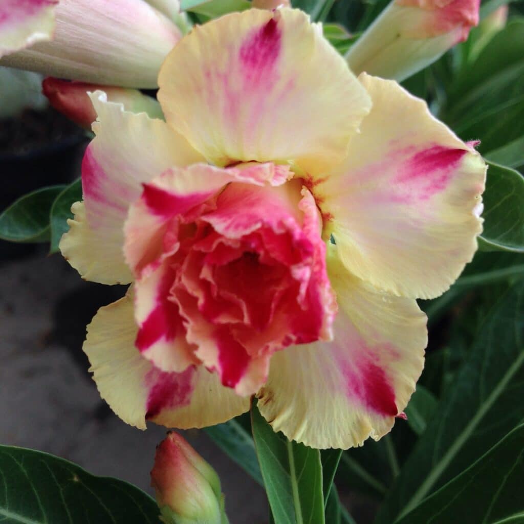 Adenium (Desert Rose) 'Sutikan Yellow' - Tropics @Home
