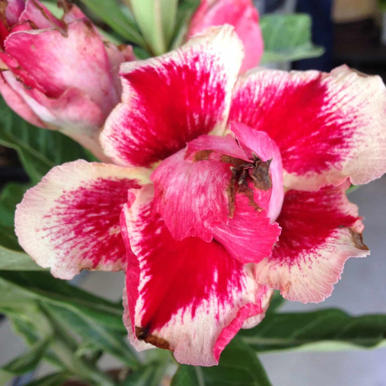 Adenium (Desert Rose) Dwarf Mini Variegated - Tropics @Home