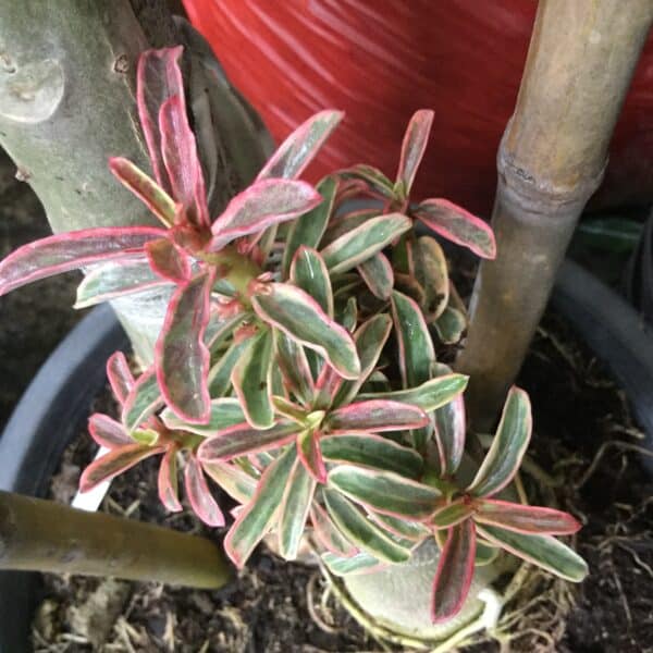 Adenium (Desert Rose) Dwarf Mini Variegated - Tropics @Home