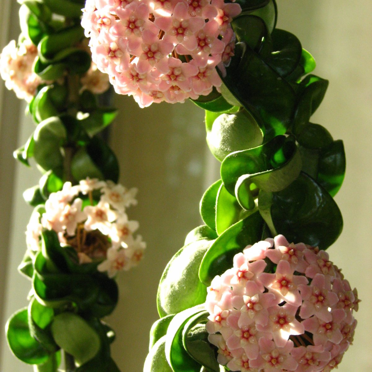 Hoya compacta - rooted cutting - Tropics @Home