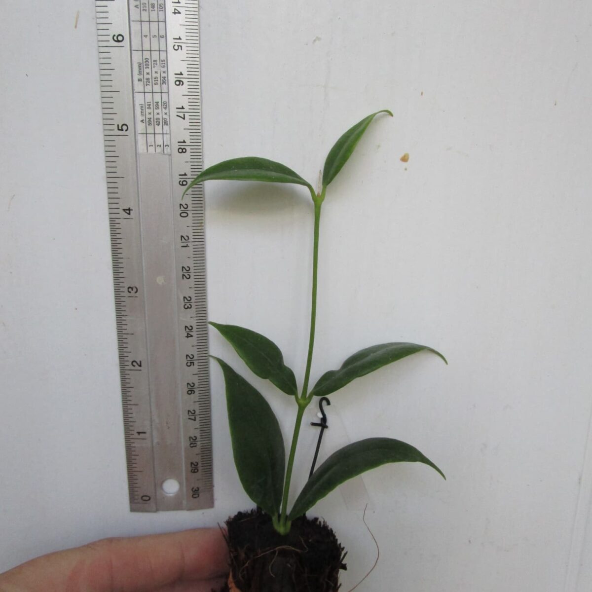 Hoya odorata - Tropics @Home