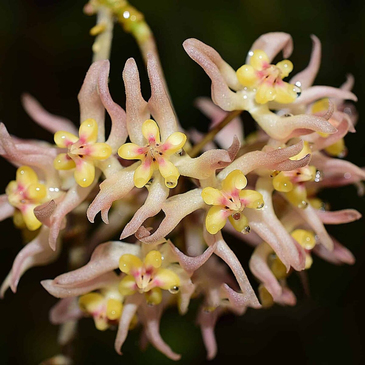 Hoya large plants and rooted cuttings online shop - Page 3 of 36 ...