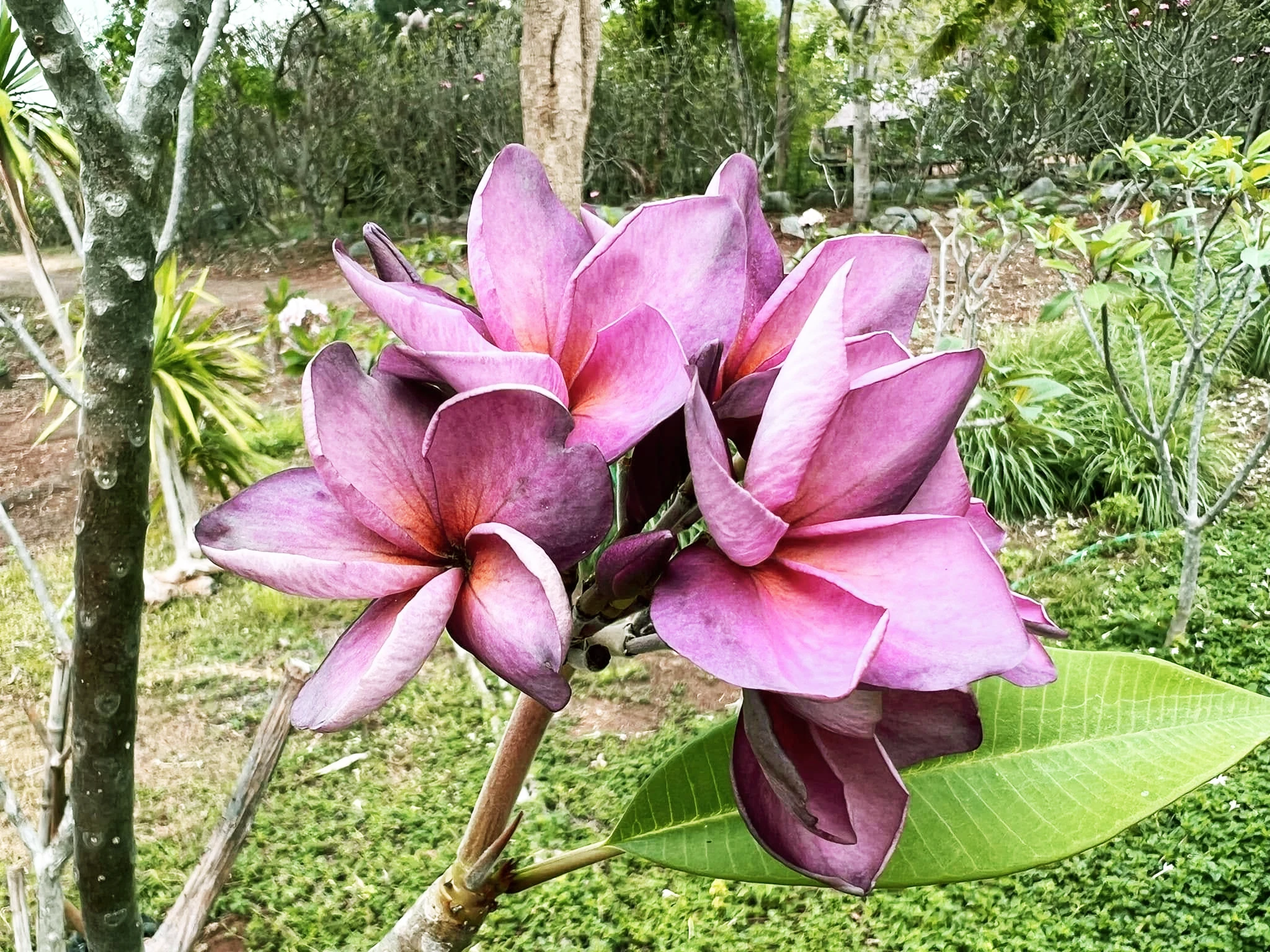 Plumeria Plant For Sale Heaven Of Saplings Plumeria Plant Price In