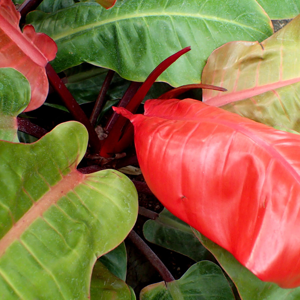 Rare Philodendron Plants Online Shop - Tropics @Home