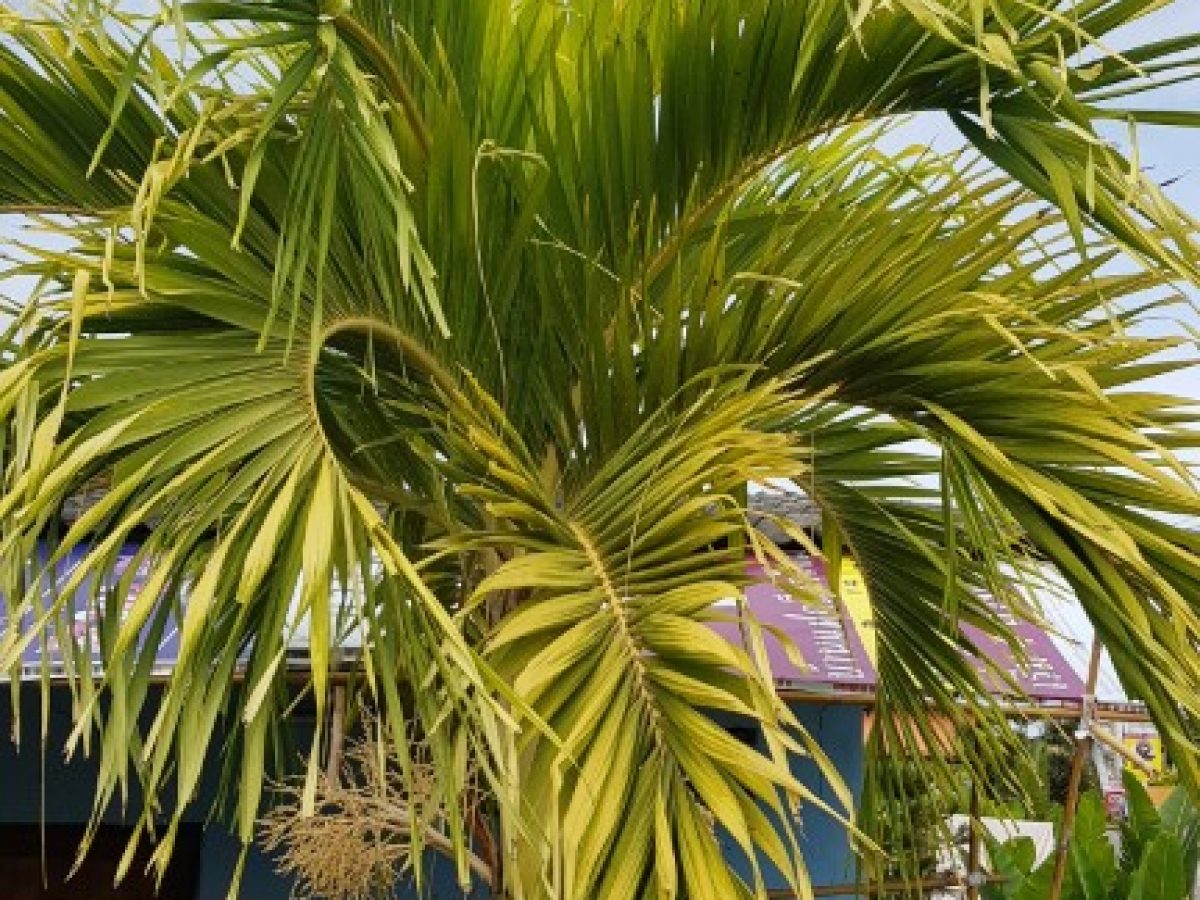 Adonidia Merrillii Adonidia Merrillii Palmpedia Palm Grower's