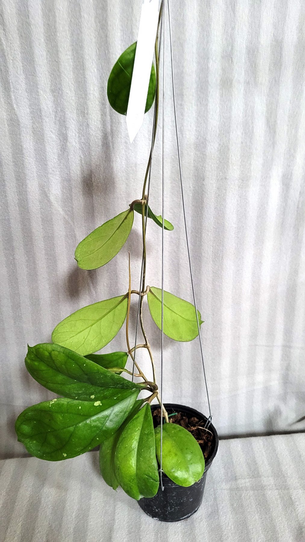 Hoya cv. 'Viola' - Tropics @Home