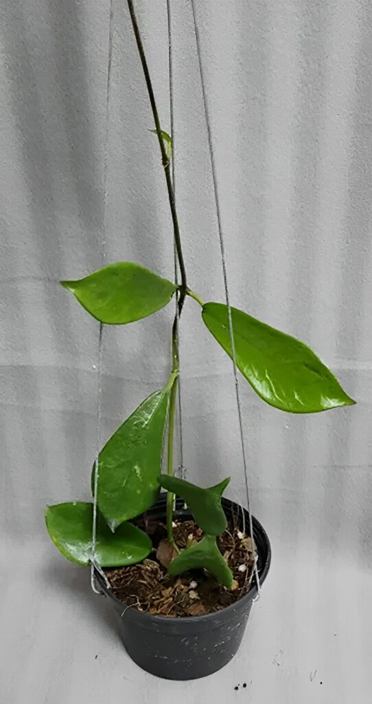 Hoya rostellata 'Hummingbird' - Tropics @Home
