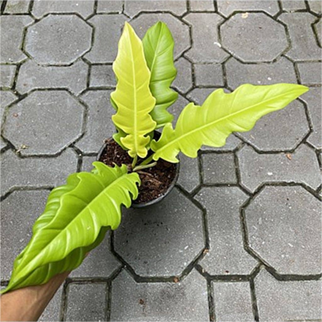 Philodendron 'Tiger Tooth' ('Ring of Fire') Golden - Tropics @Home