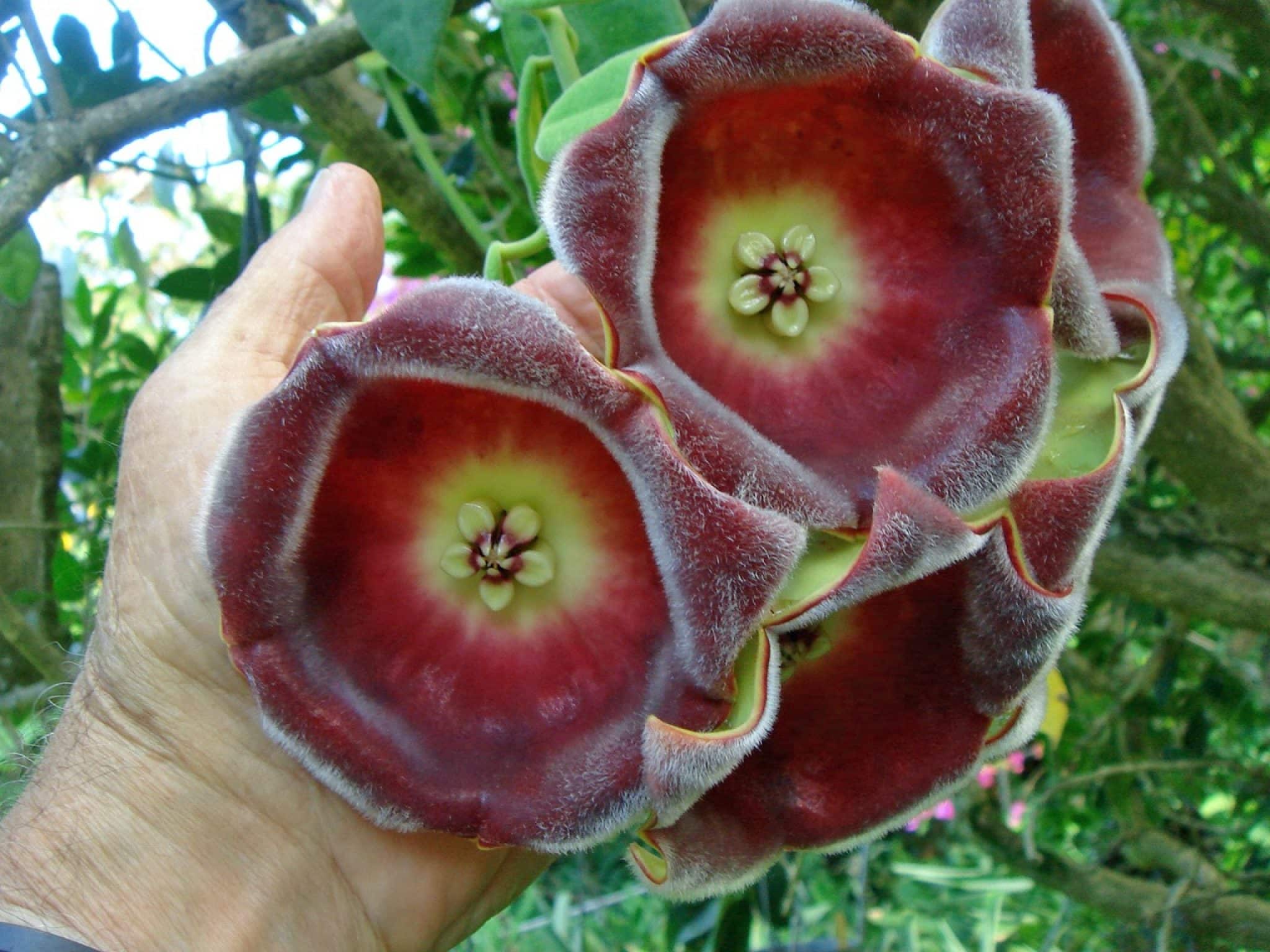 Hoya gigas - large plant - Tropics @Home