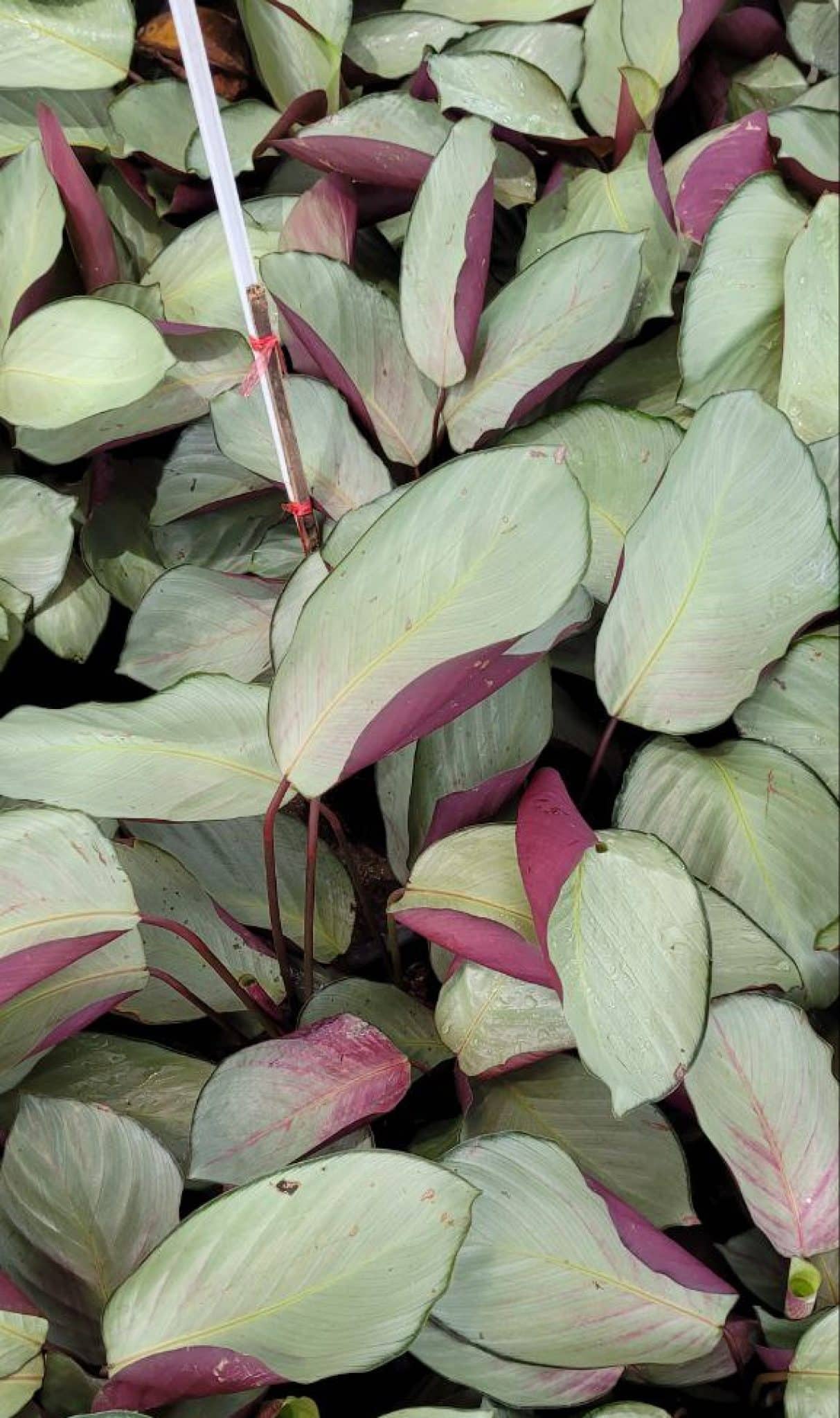 Calathea roseopicta 'Silver plate' - Tropics @Home