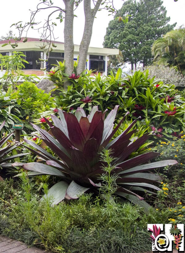 Alcantarea imperialis - Tropics @Home