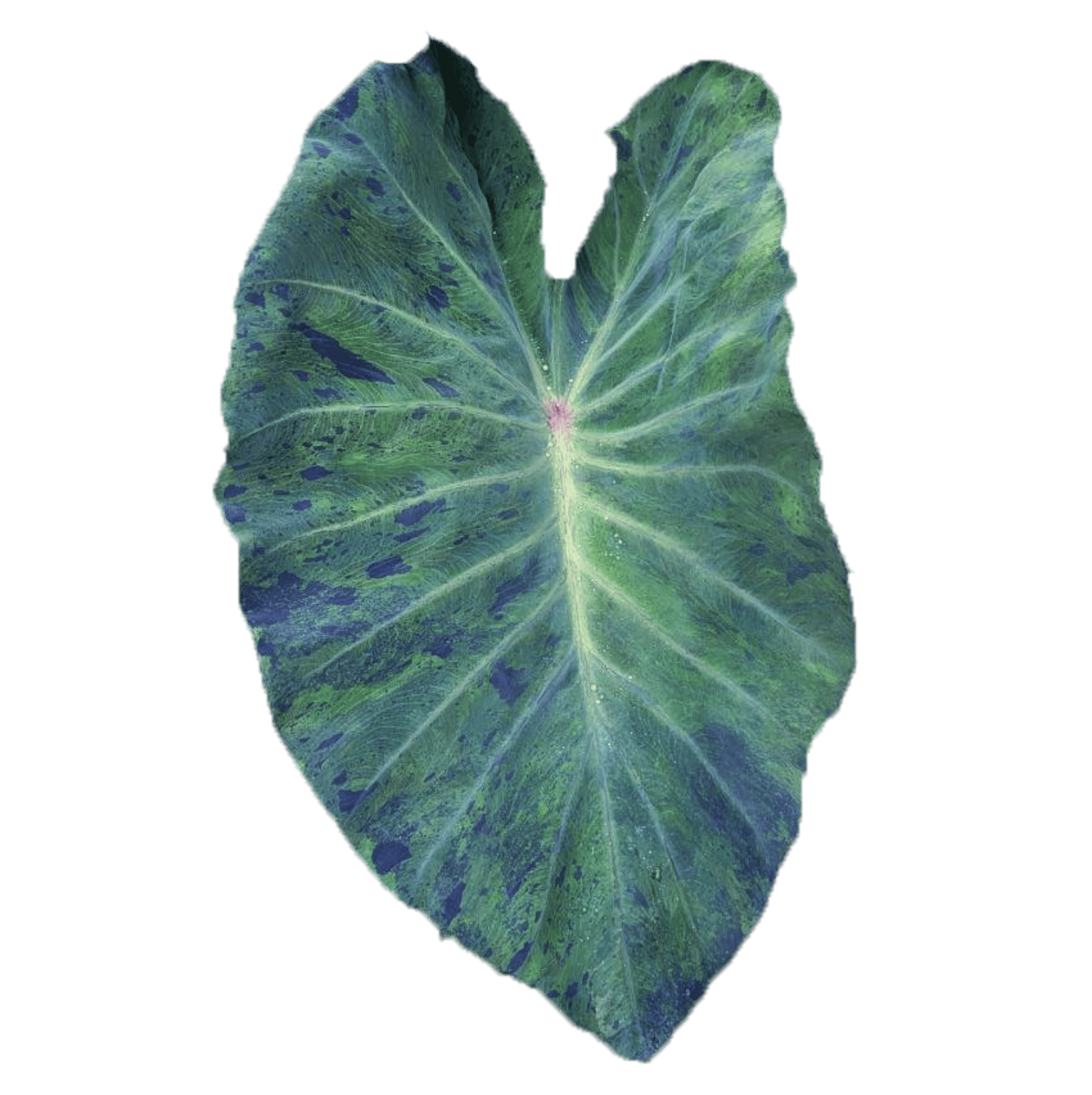 Colocasia esculenta 'Black Marble' - Tropics @Home