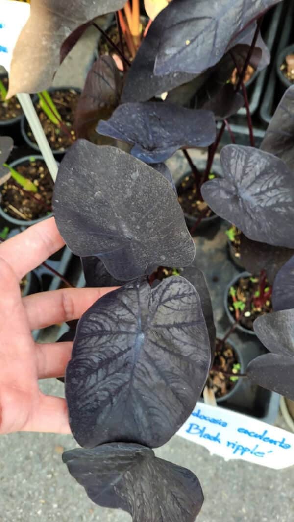 Colocasia esculenta 'Black Ripple' - Tropics @Home