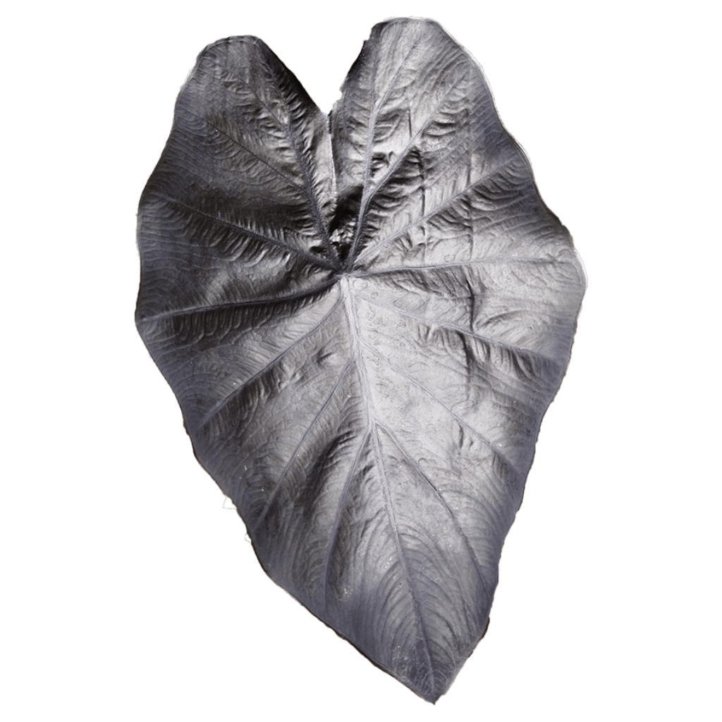 Colocasia esculenta 'Black Ripple' - Tropics @Home