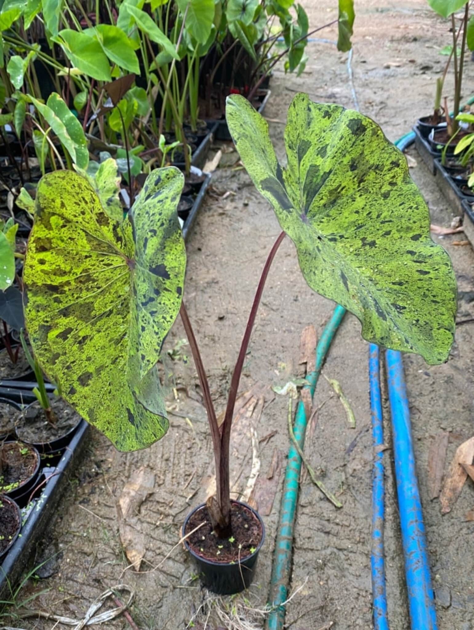 Colocasia esculenta 'Mojito' - Tropics @Home