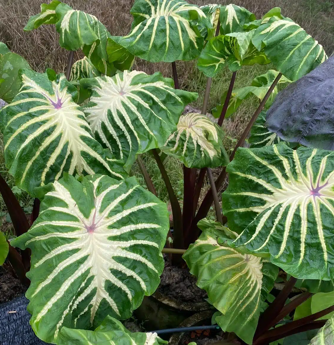 Colocasia esculenta 'White Lava' - Tropics @Home