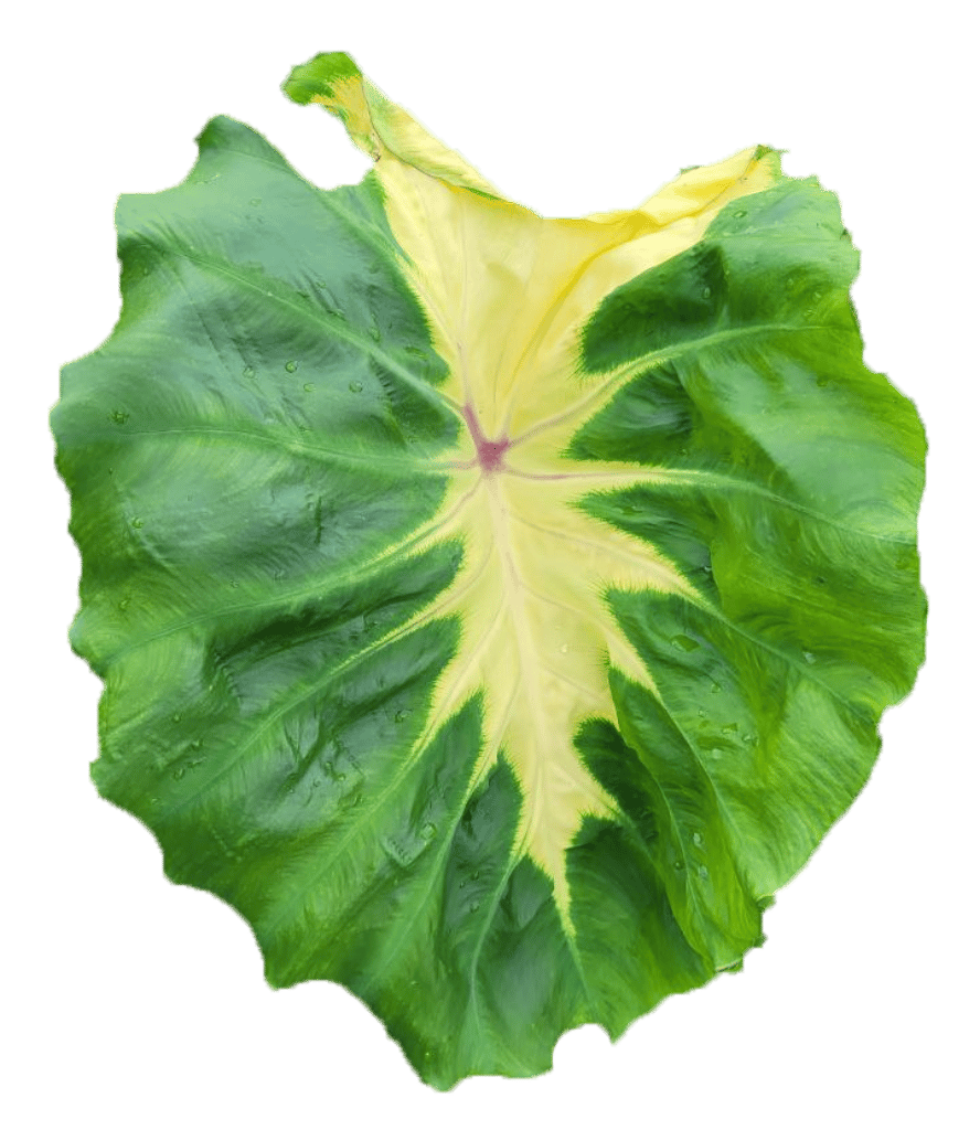 Colocasia esculenta 'Yellow River' - Tropics @Home