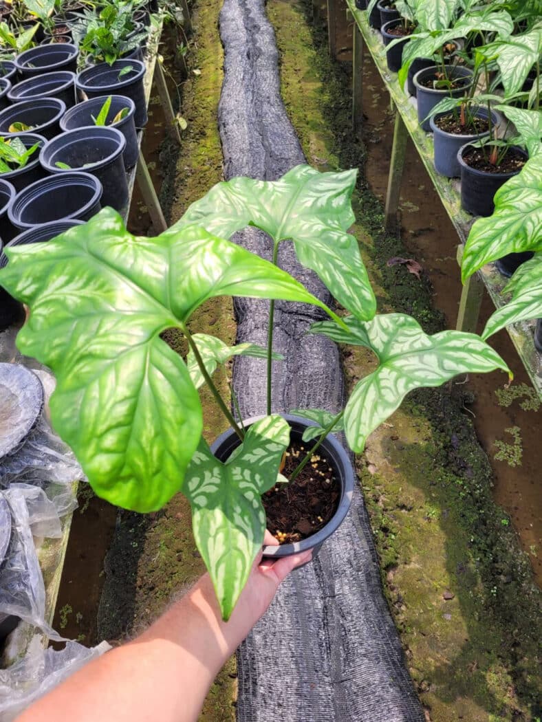 Cercestis mirabilis - Tropics @Home