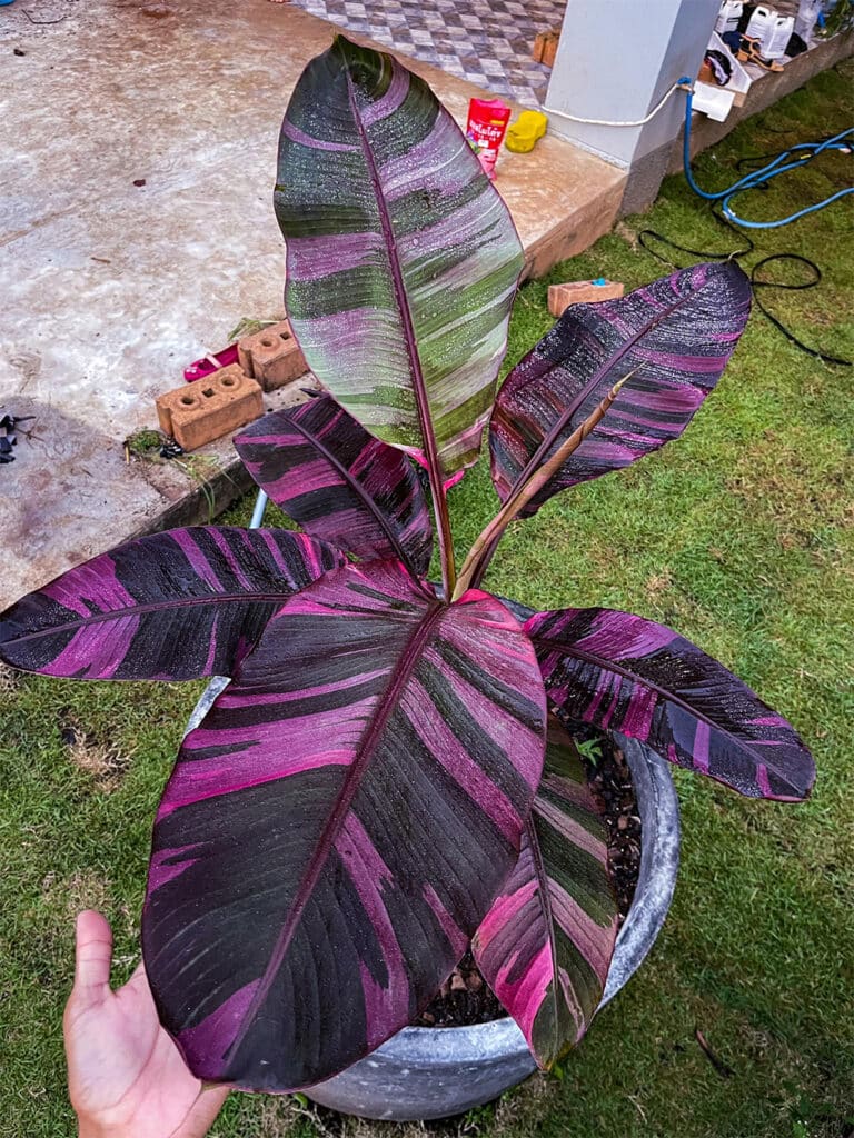 Musa 'Nono' pink variegated banana - Tropics @Home
