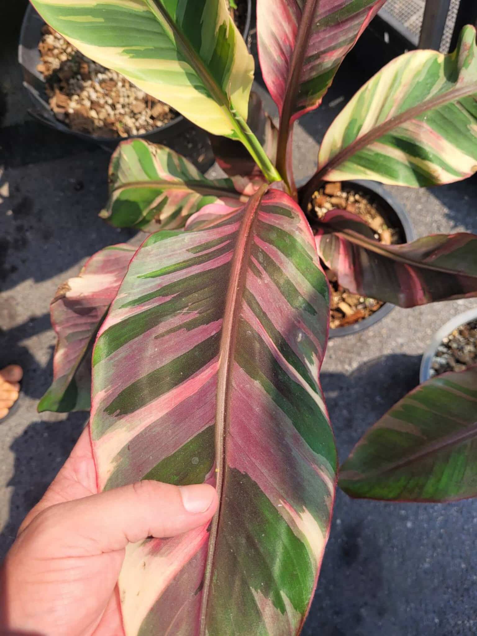 Musa 'Nono' pink variegated banana - Tropics @Home