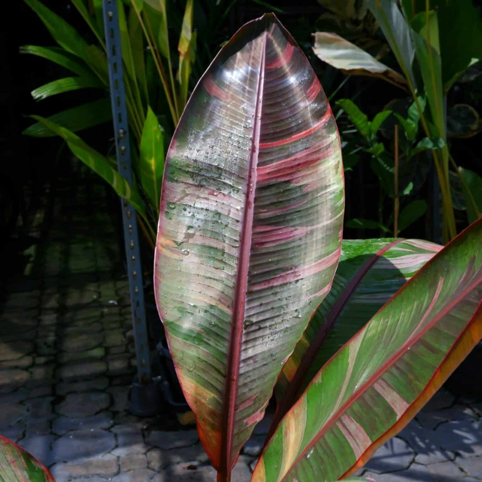 Musa 'Nono' pink variegated banana - Tropics @Home