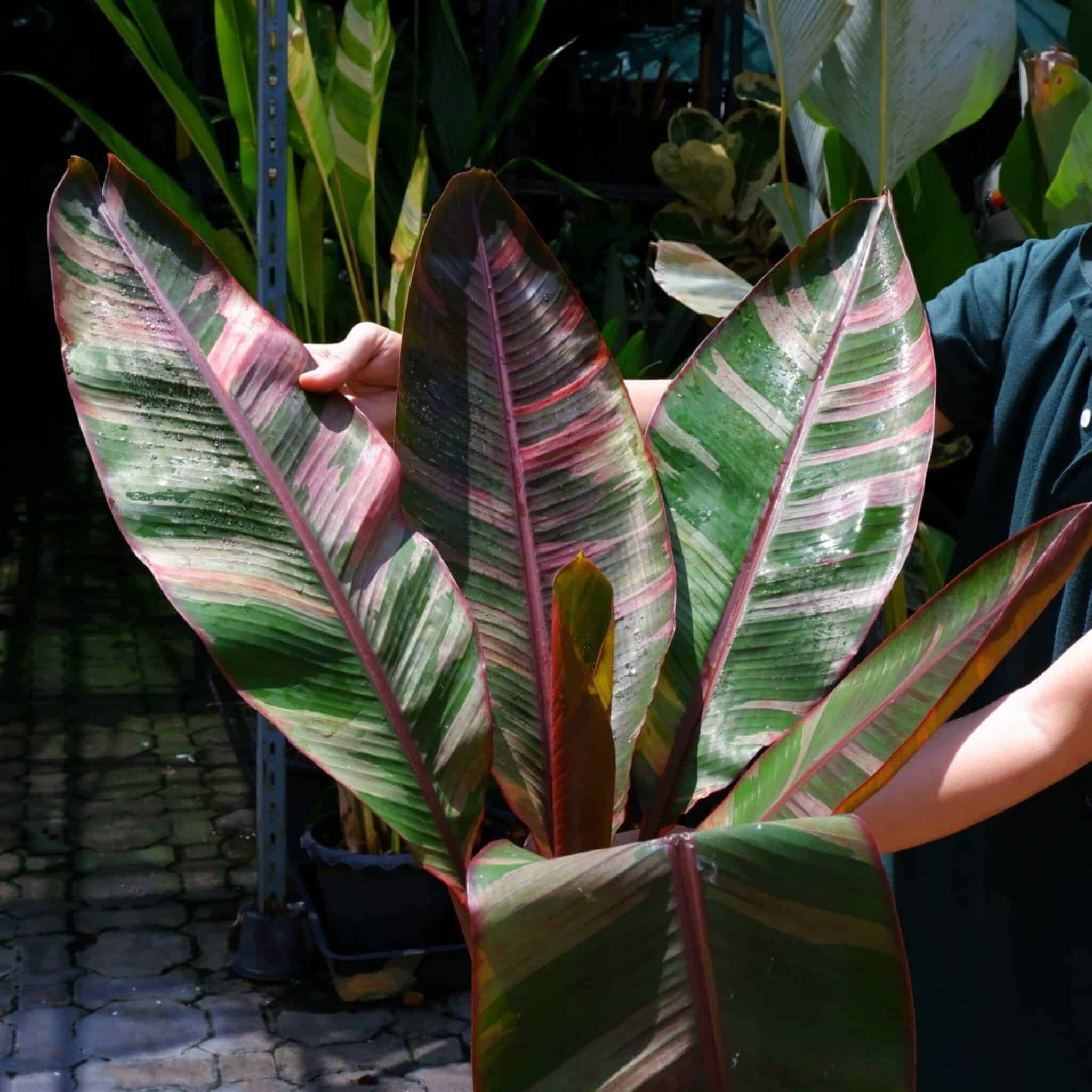 Musa 'Nono' pink variegated banana - Tropics @Home