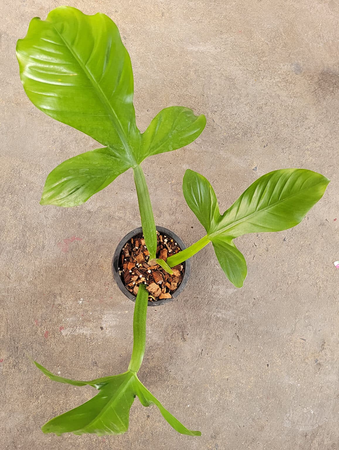 Philodendron applanatum - Tropics @Home
