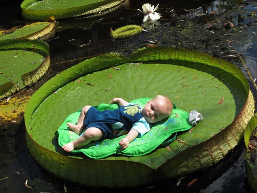 Victoria amazonica 40 seeds - Tropics @Home