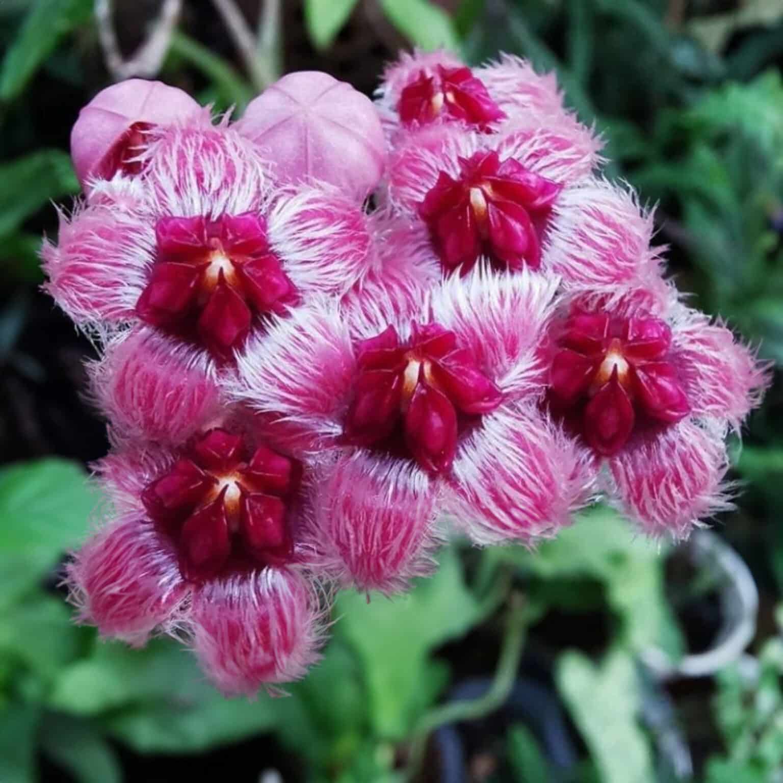 Hoya sulawesiana - Large plant - Tropics @Home
