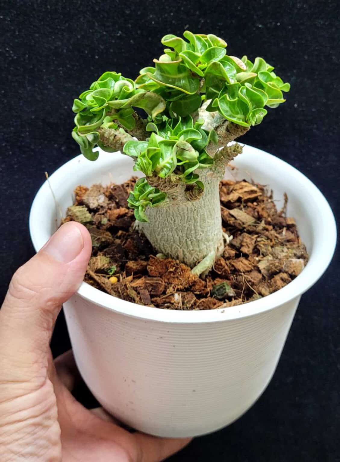 Adenium arabicum 'Dorset Horn' (DHA) - Tropics @Home