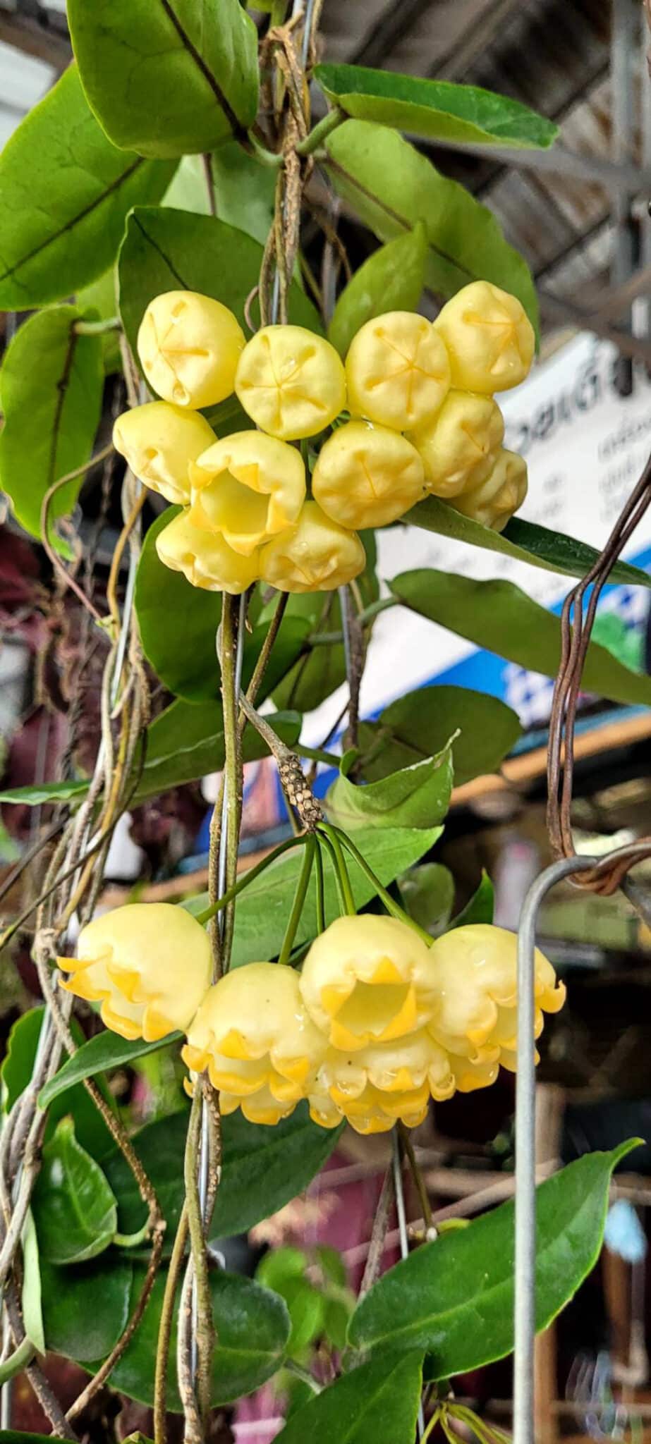 Hoya inflata - rooted cutting - Tropics @Home