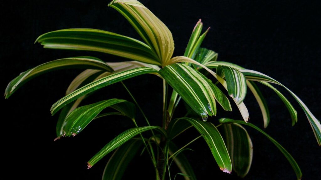 Variegated Rhapis excelsa (Lady Palm) - Tropics @Home