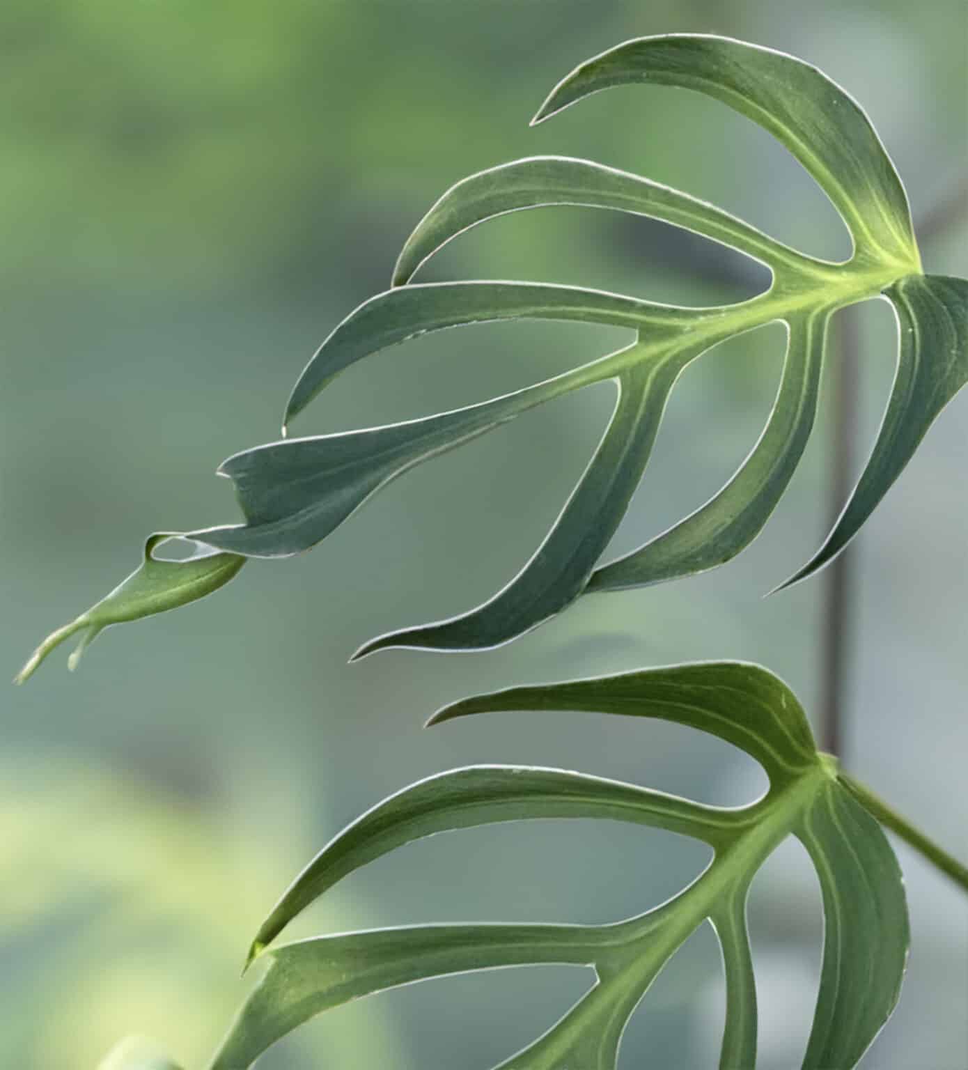 Monstera Burle Marx Flame - Buy online - Tropics @Home