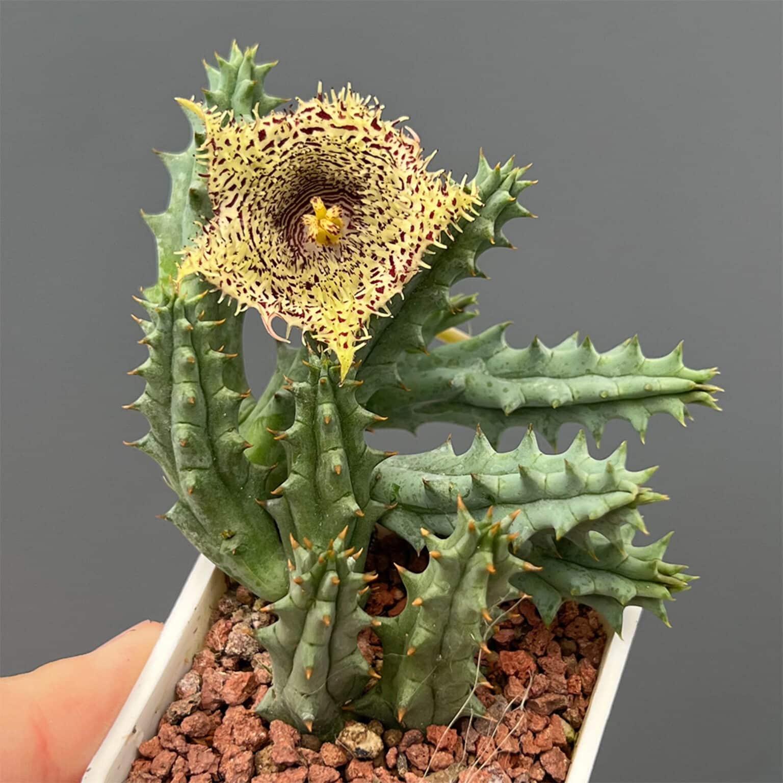 Huernia hystrix - Stapeliads Store - Tropics @Home