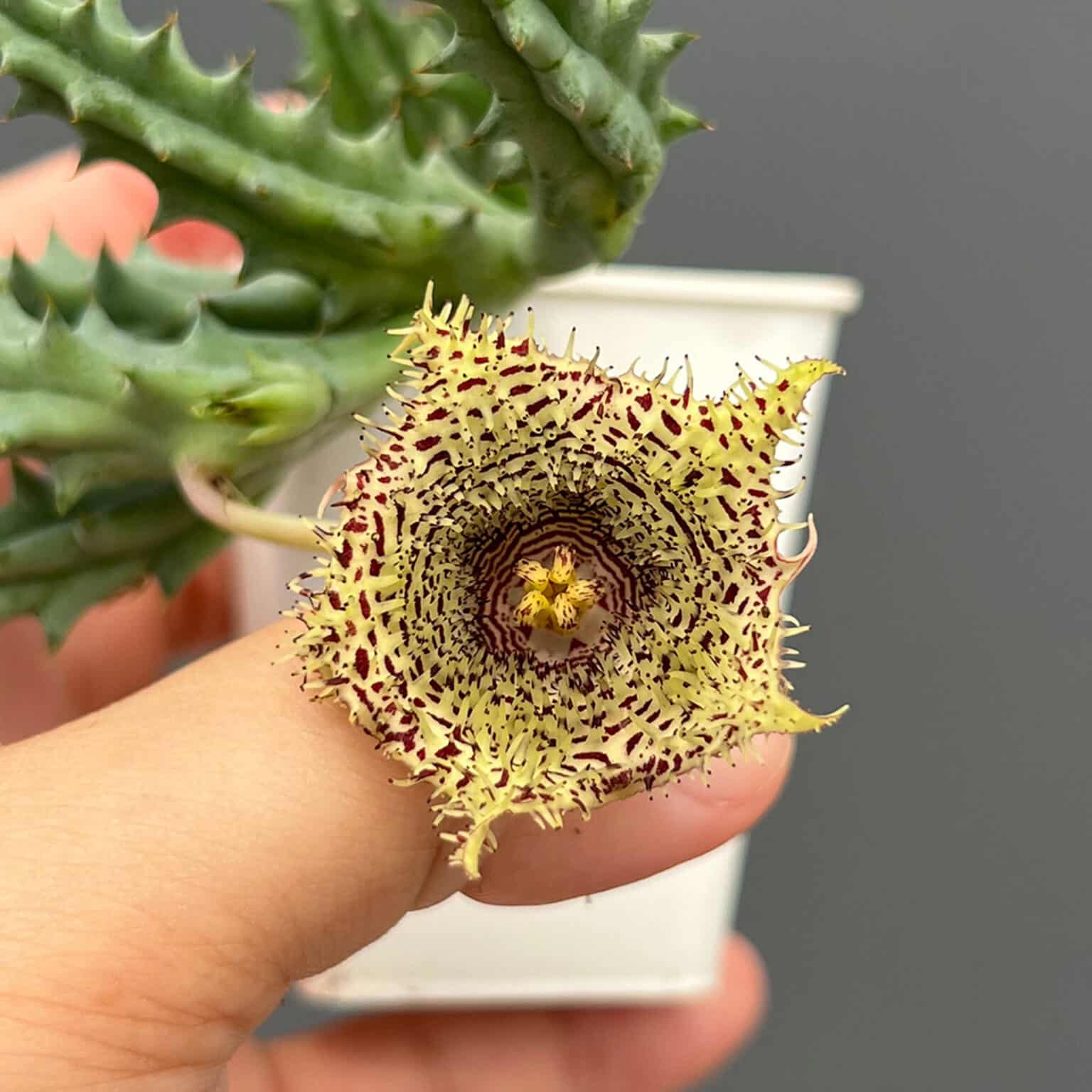 Huernia hystrix - Stapeliads Store - Tropics @Home