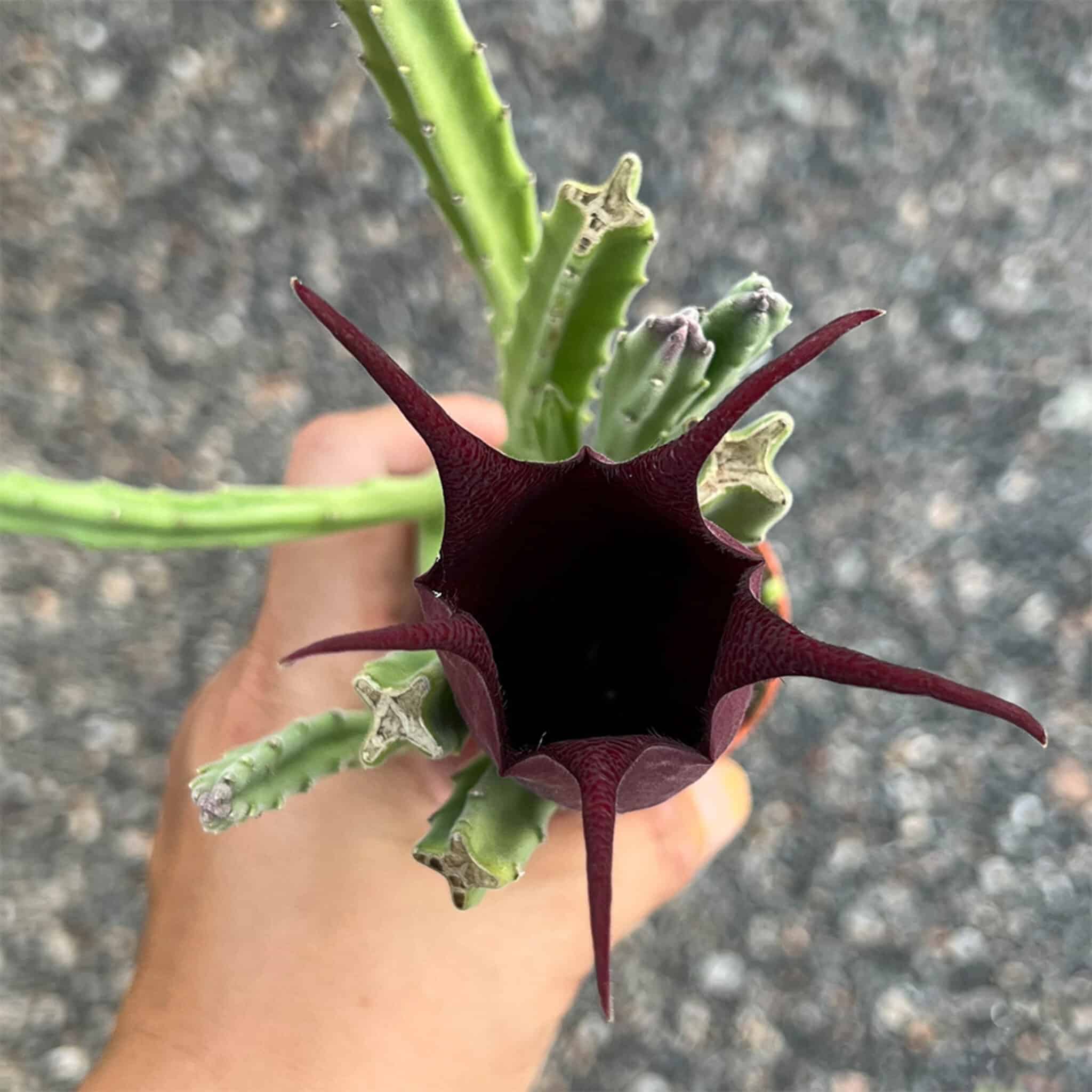 Stapelia leendertziae 'Black Bells gigantea' - Stapeliads Store ...