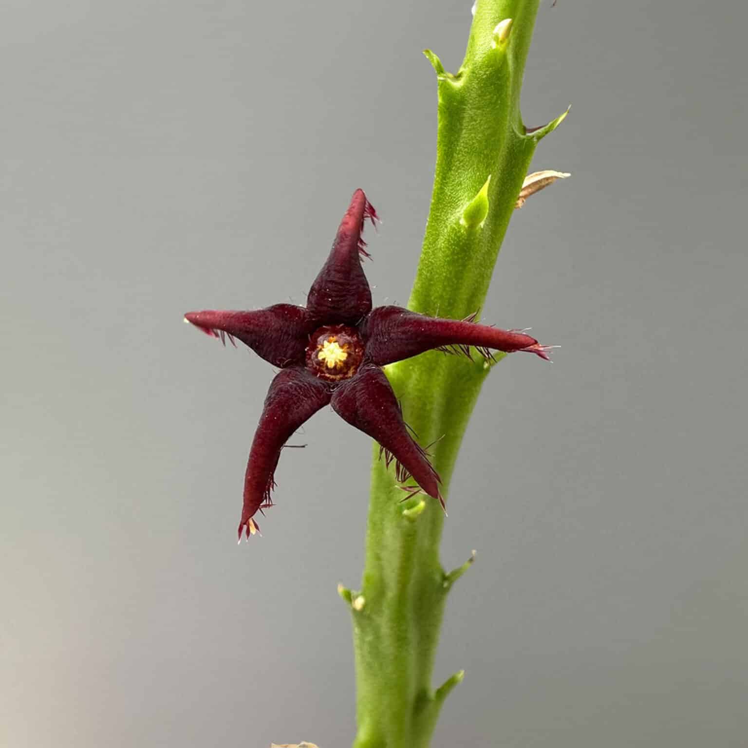 Caralluma stalagmifera - Stapeliads Store - Tropics @Home