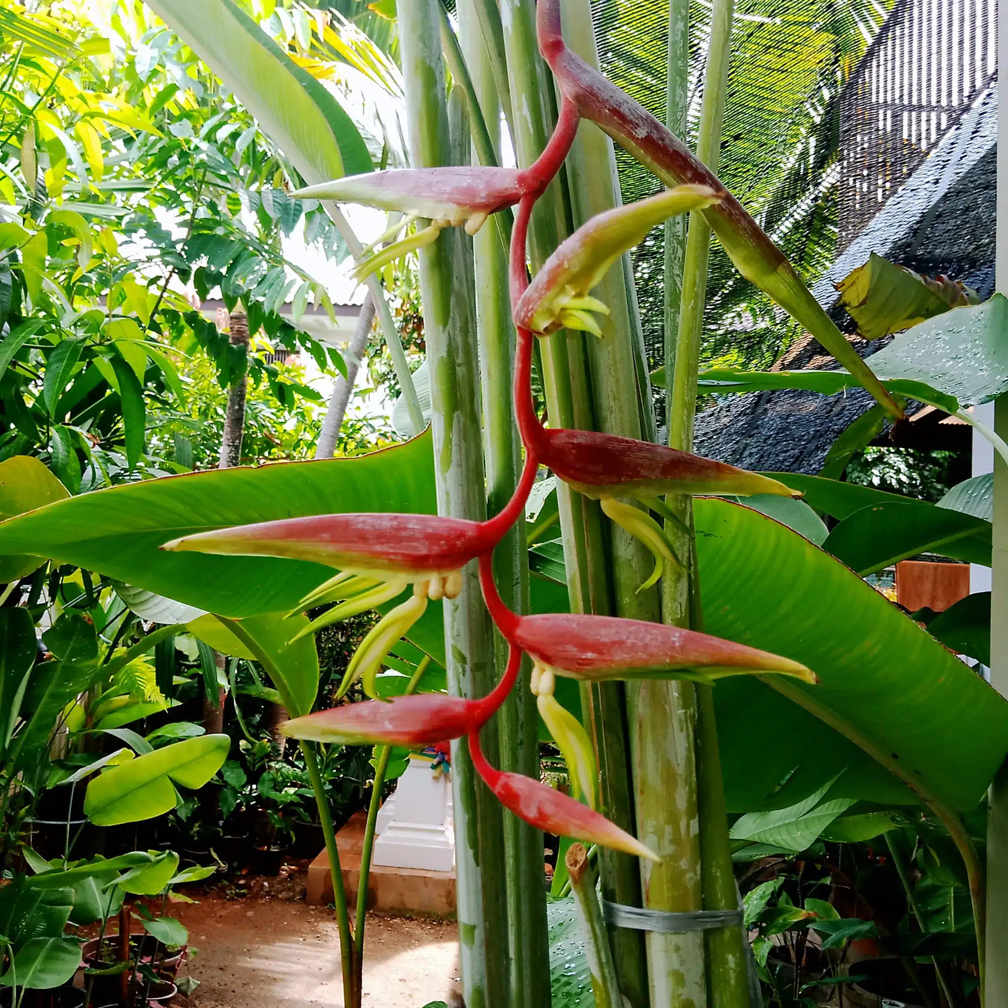 Heliconia chartacea 'Sexy Scarlet' rhizomes for sale - Tropics @Home