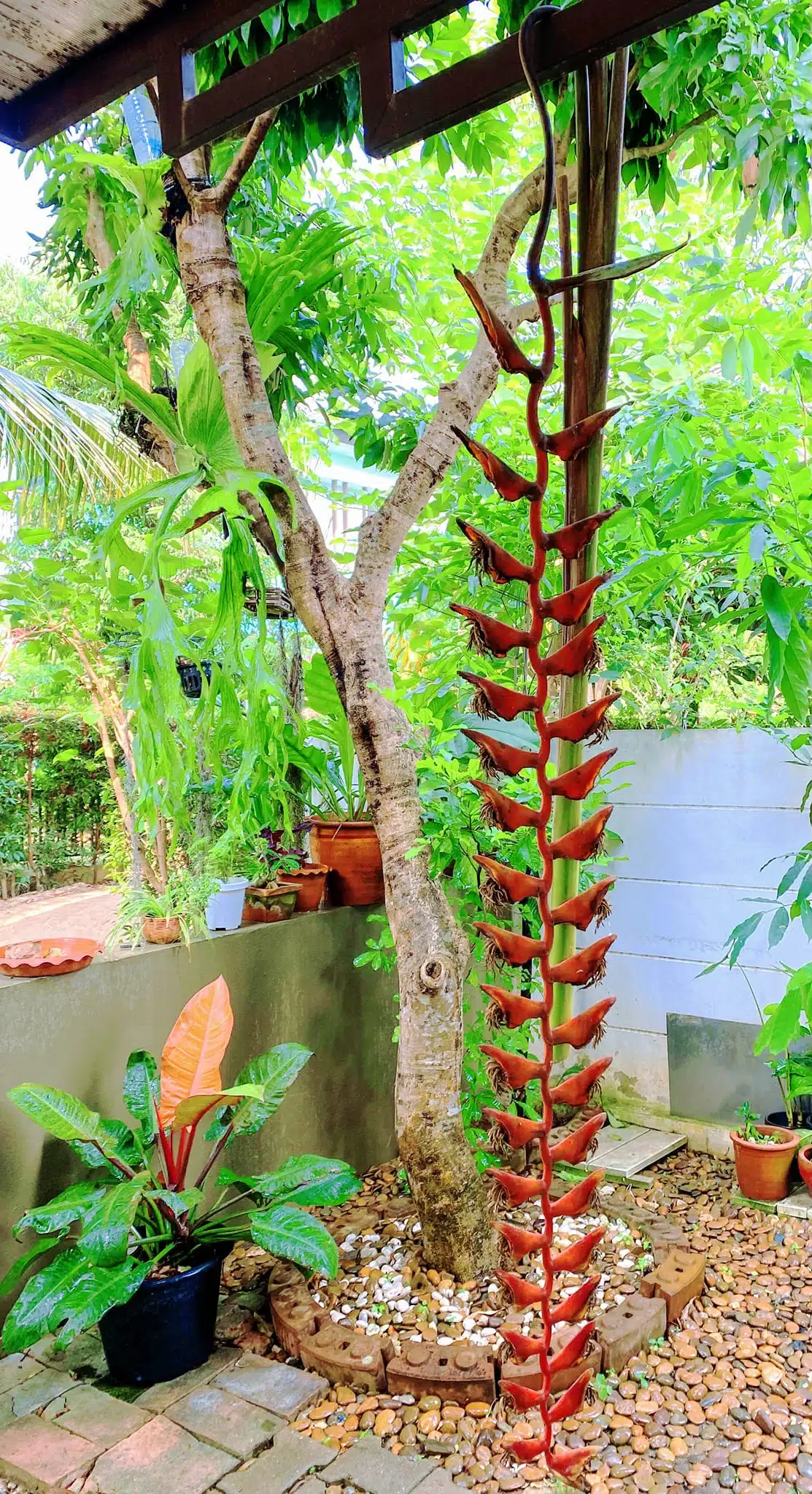 Heliconia rostrata (hanging flower)