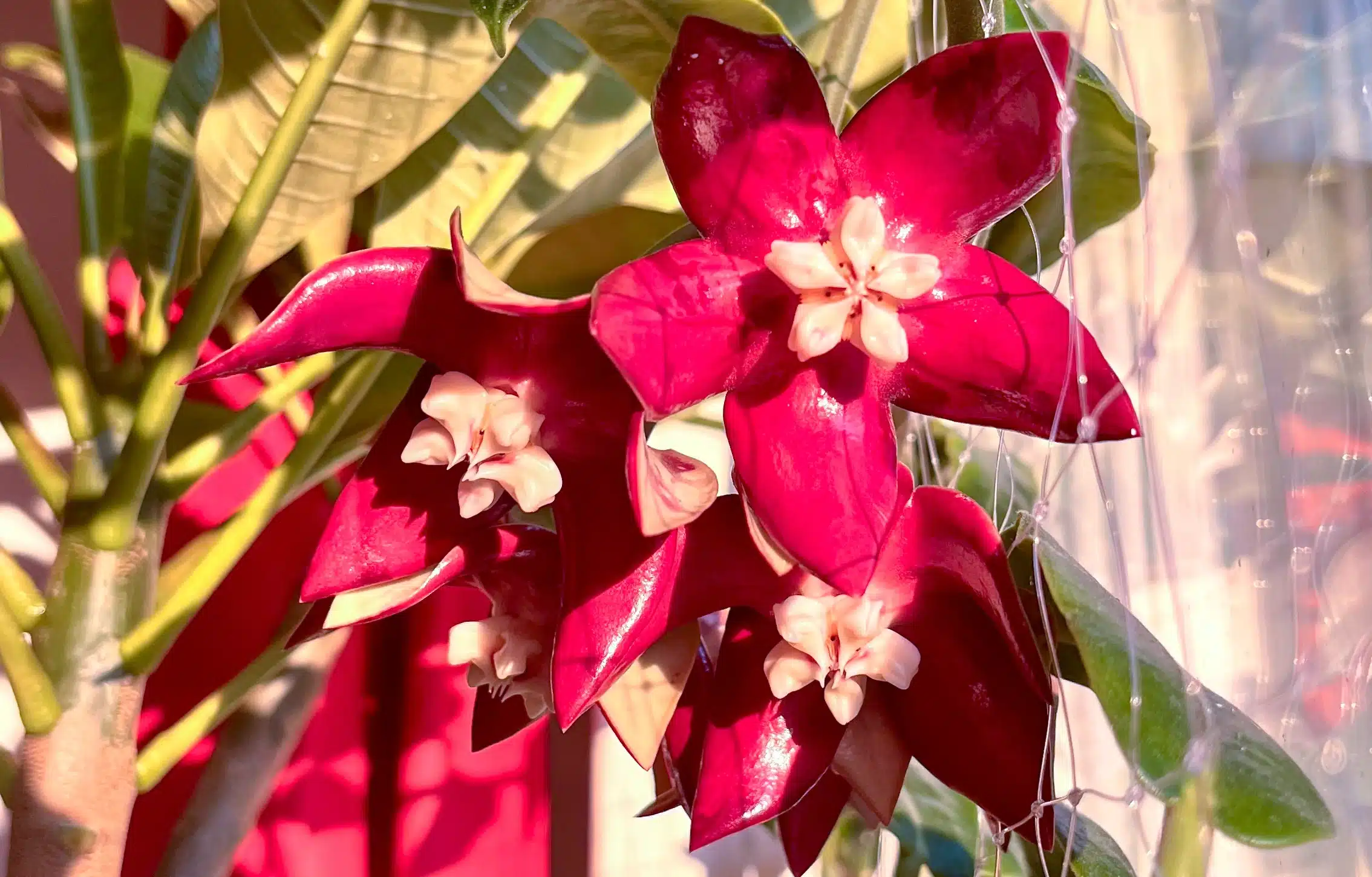My Hoya imperialis Red first flowering - Tropics @Home