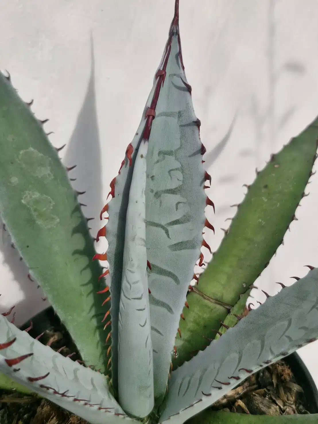 Agave palmeri 'Kutsugen No Mai Ogi' - Agave Plants Store - Tropics @Home