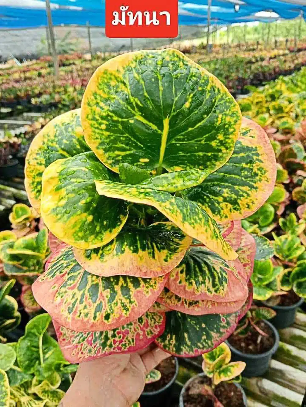 Codiaeum variegatum 'Mathana' (มัทนา) - Garden Crotons Store