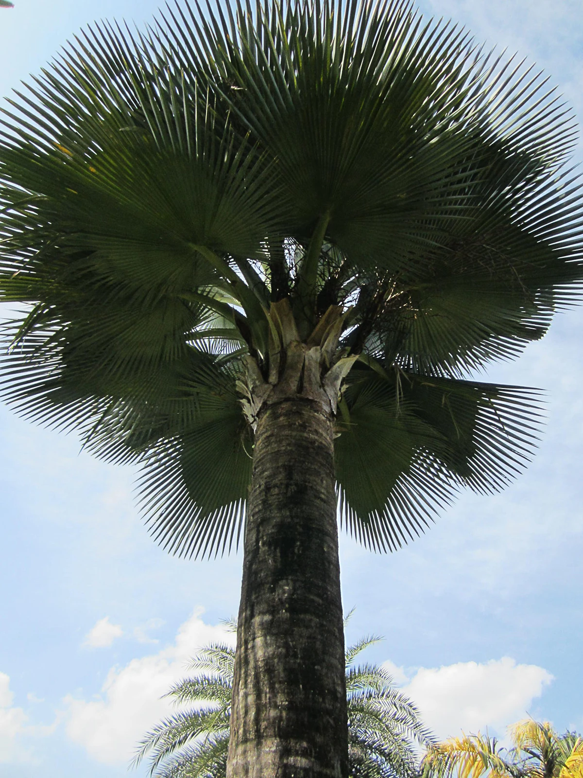 Copernicia fallaensis 8 seeds - Tropics @Home