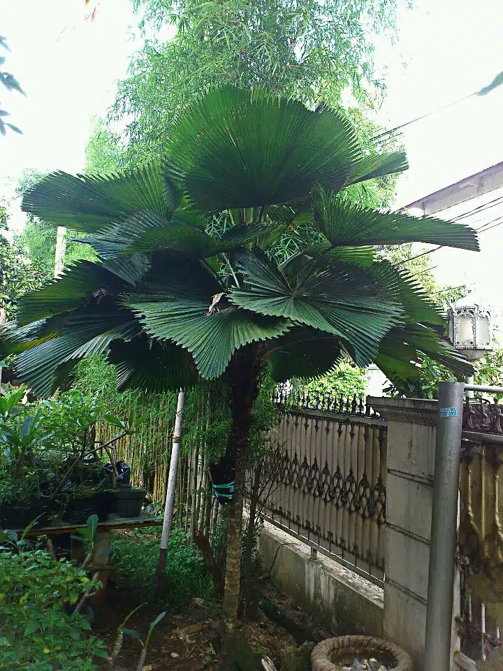 Licuala grandis 20 seeds - Tropics @Home