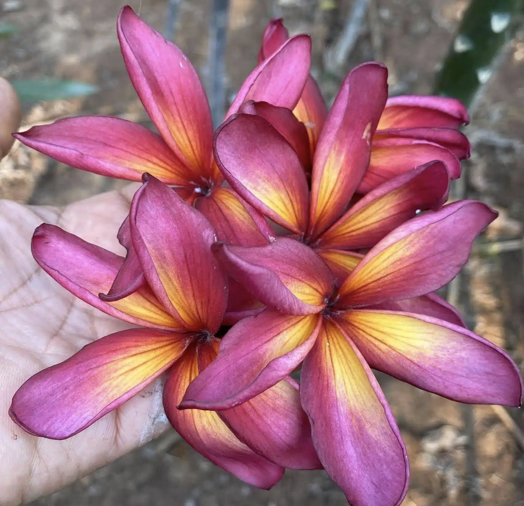 Plumeria rubra 'Ruby Spider' - Tropics @Home