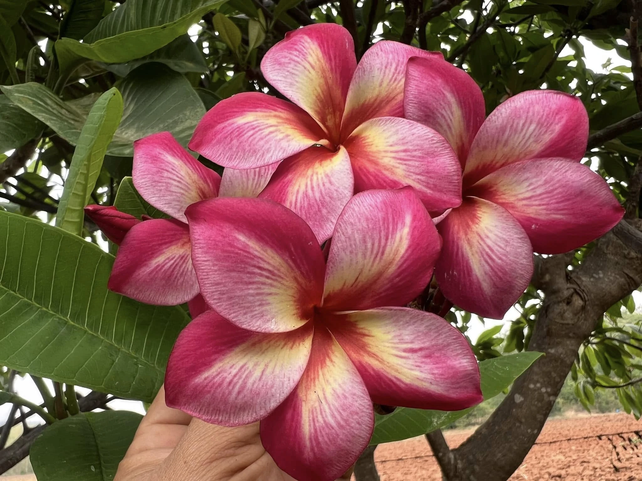 Plumeria rubra 'Saraburi La Rose' - Tropics @Home